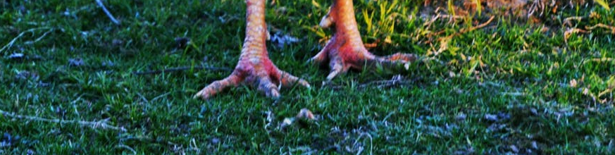 Gallus Rex – Daniel Morrison